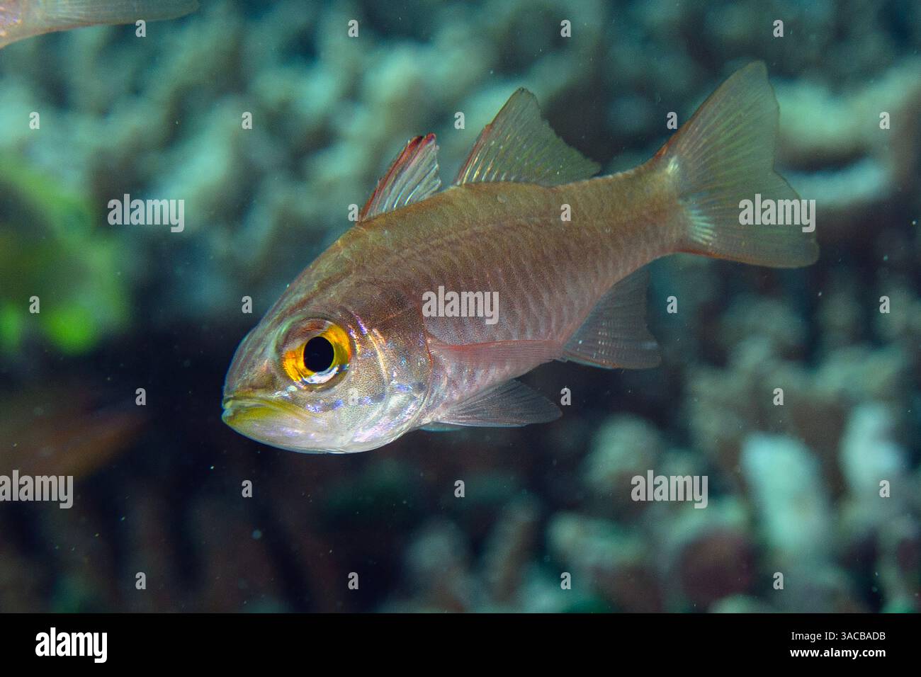 Yelloweye Cardinalfish, Ostorhinchus monospilus, Laha dive site, Ambon ...