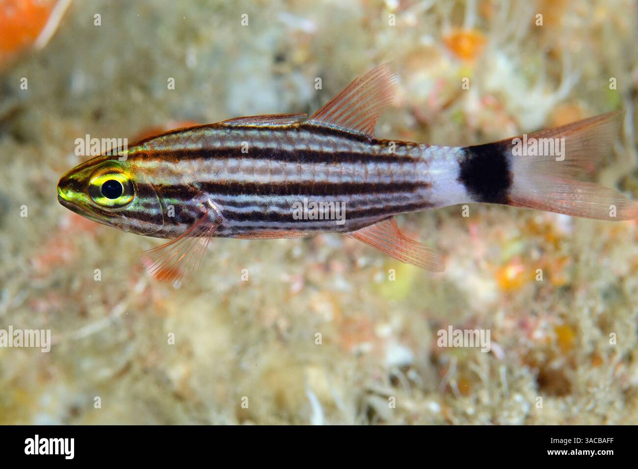 Wolf Cardinalfish, Cheilodipterus artus, dark caudal peduncle form ...