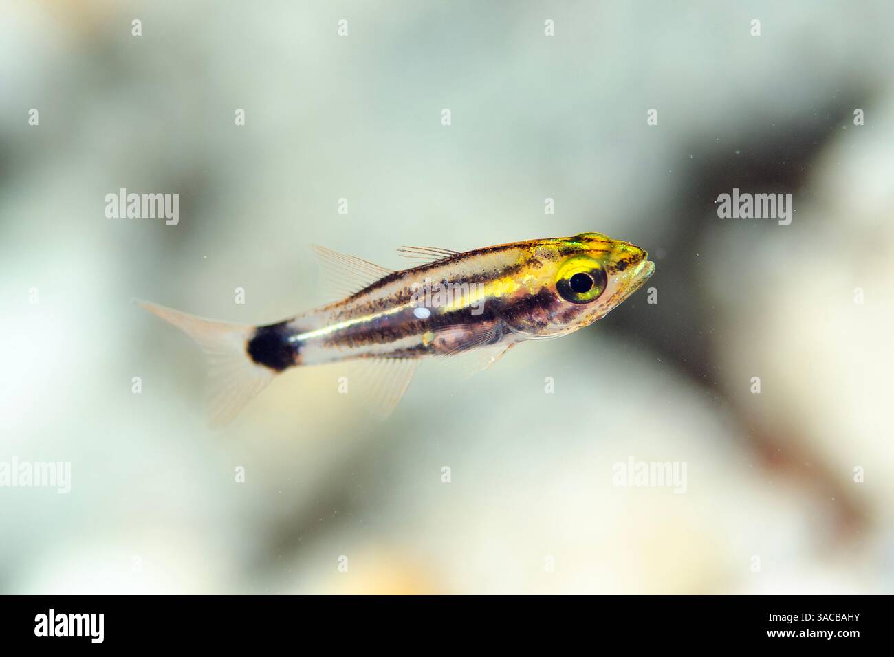 Juvenile Large-toothed Cardinalfish, Cheilodipterus macrodon, Dai North ...