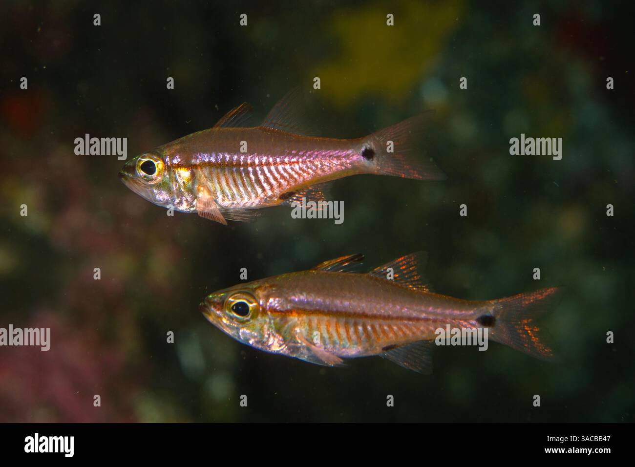 Ostorhinchus lineomaculatus hi-res stock photography and images - Alamy