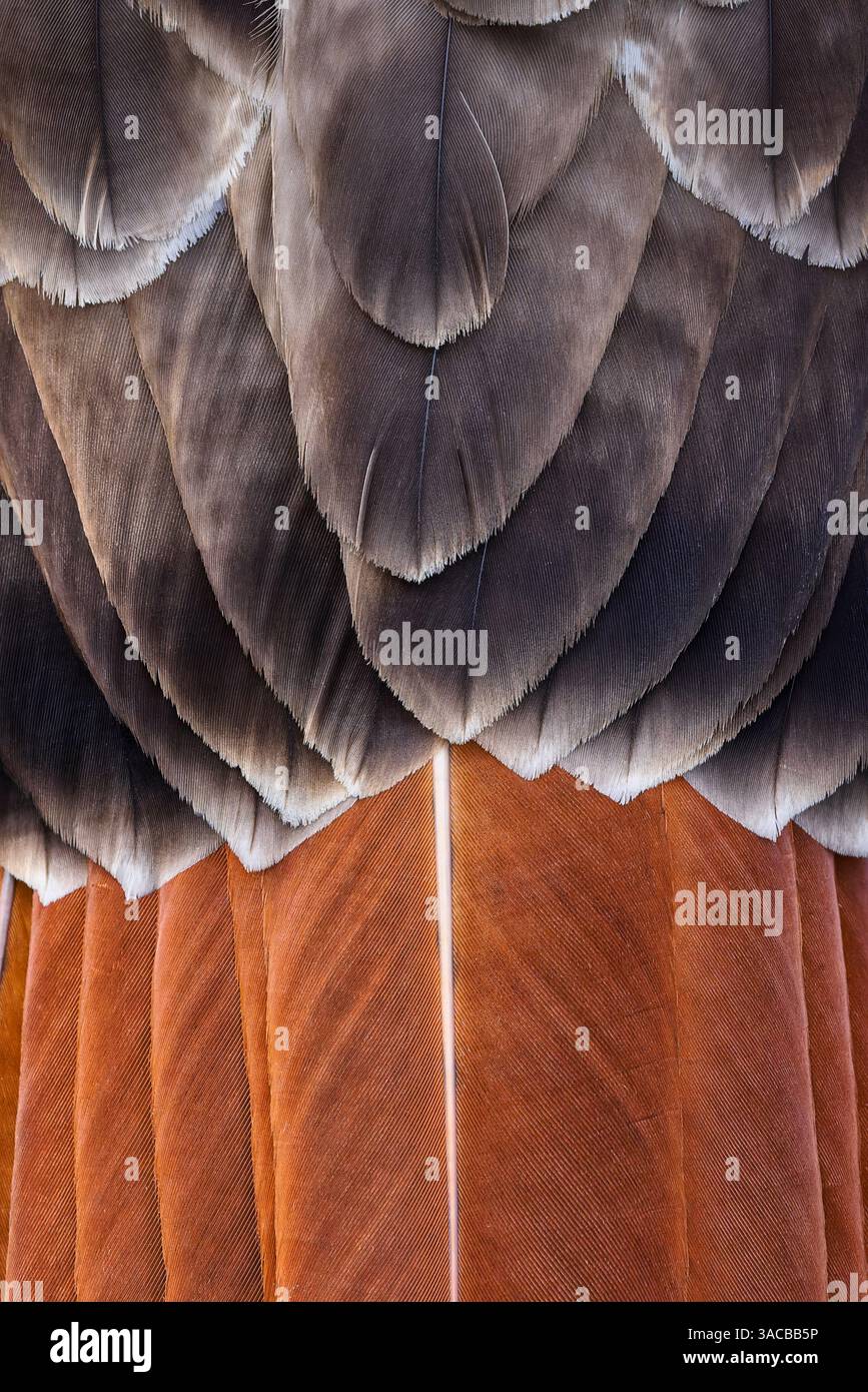 Red-tailed hawk. Tail feather pattern Stock Photo - Alamy