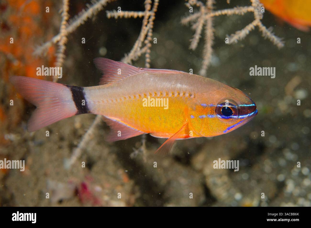 Ring-tailed Cardinalfish, Ostorhinchus aureus, Bulakan dive site ...