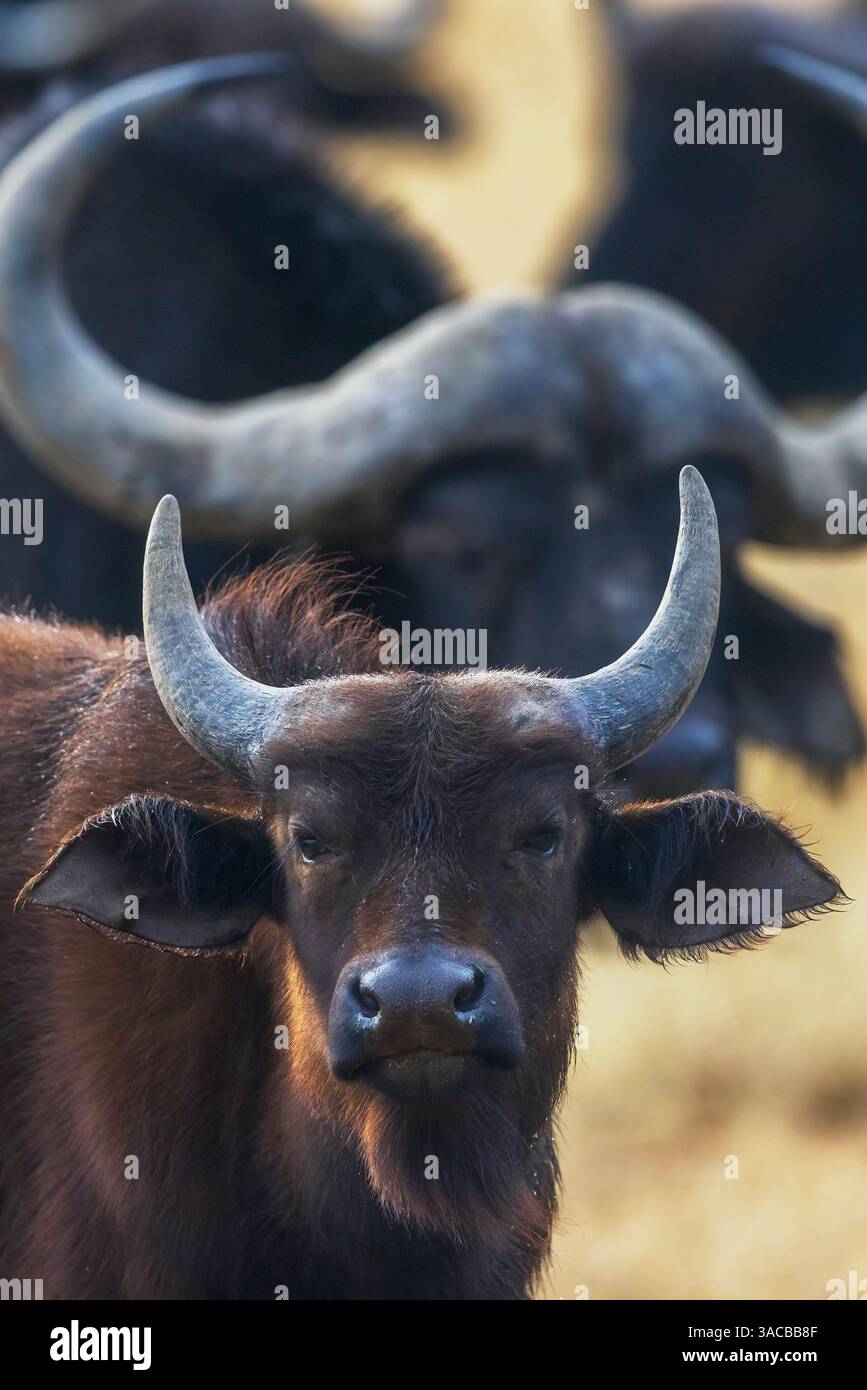Cape buffalo herd waiting out a light rain shower in southern Africa ...