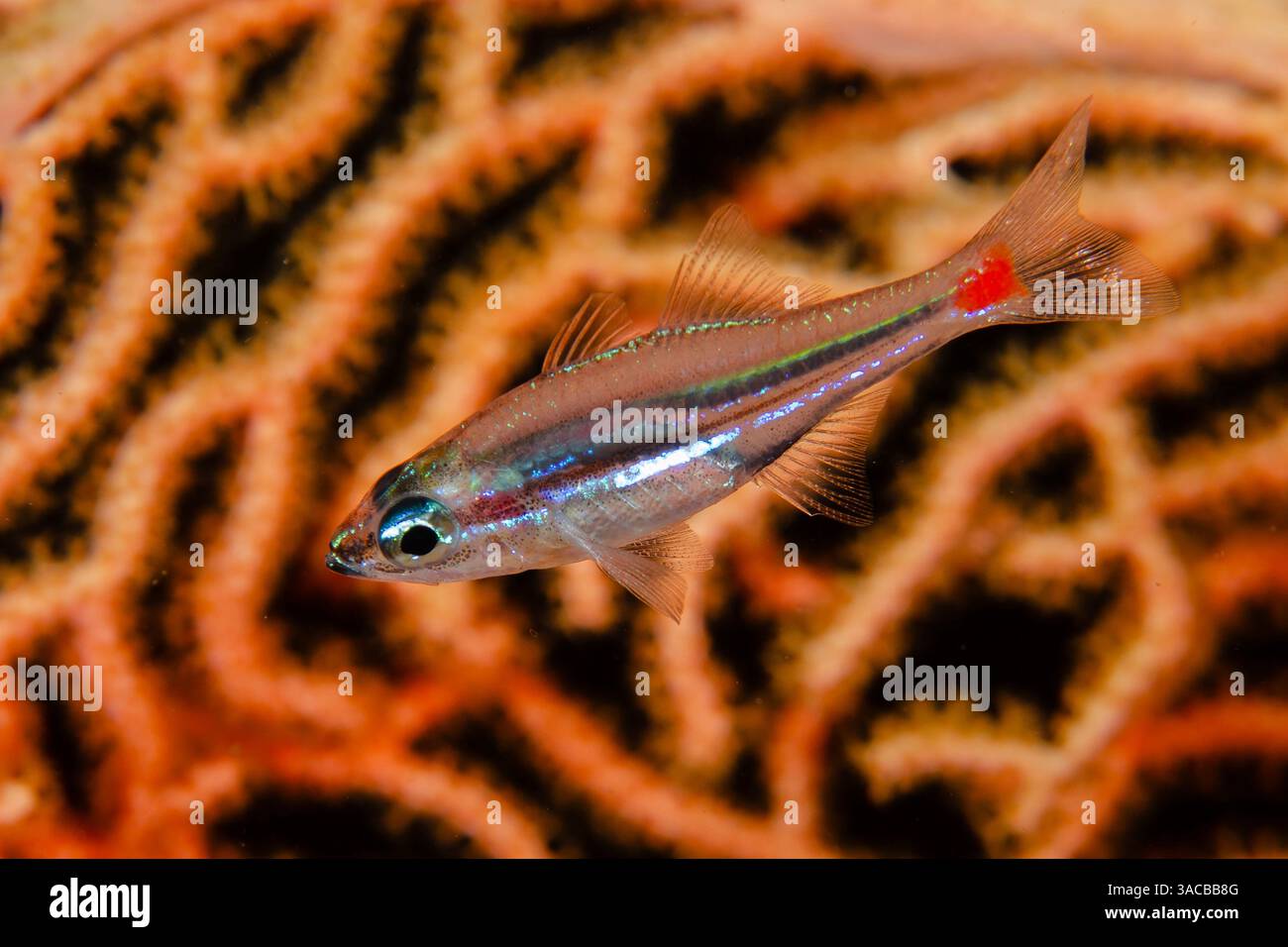 Redspot Cardinalfish, Ostorhinchus parvula, by Sea Fan, Melithaea sp ...