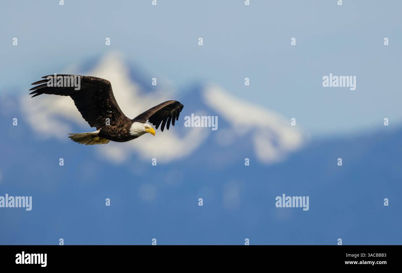 Bald eagle flying, passing in front the Olympic Mountains, Washington ...
