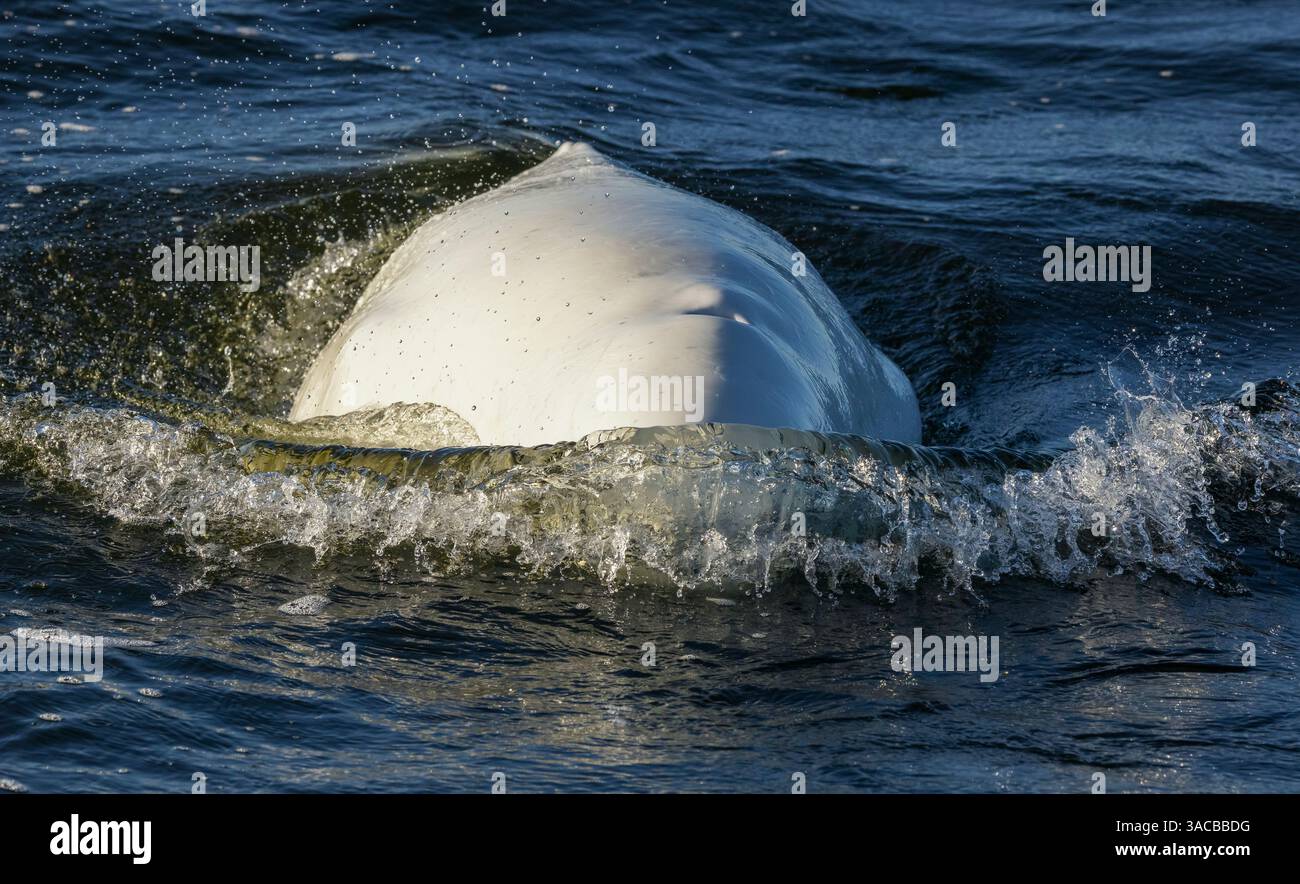 Beluga whale churchill canada hi-res stock photography and images - Alamy