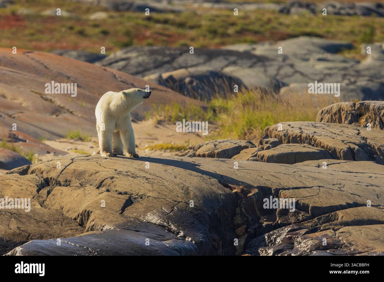 Polar bear testing the air on the arctic tundra late summer landscape ...