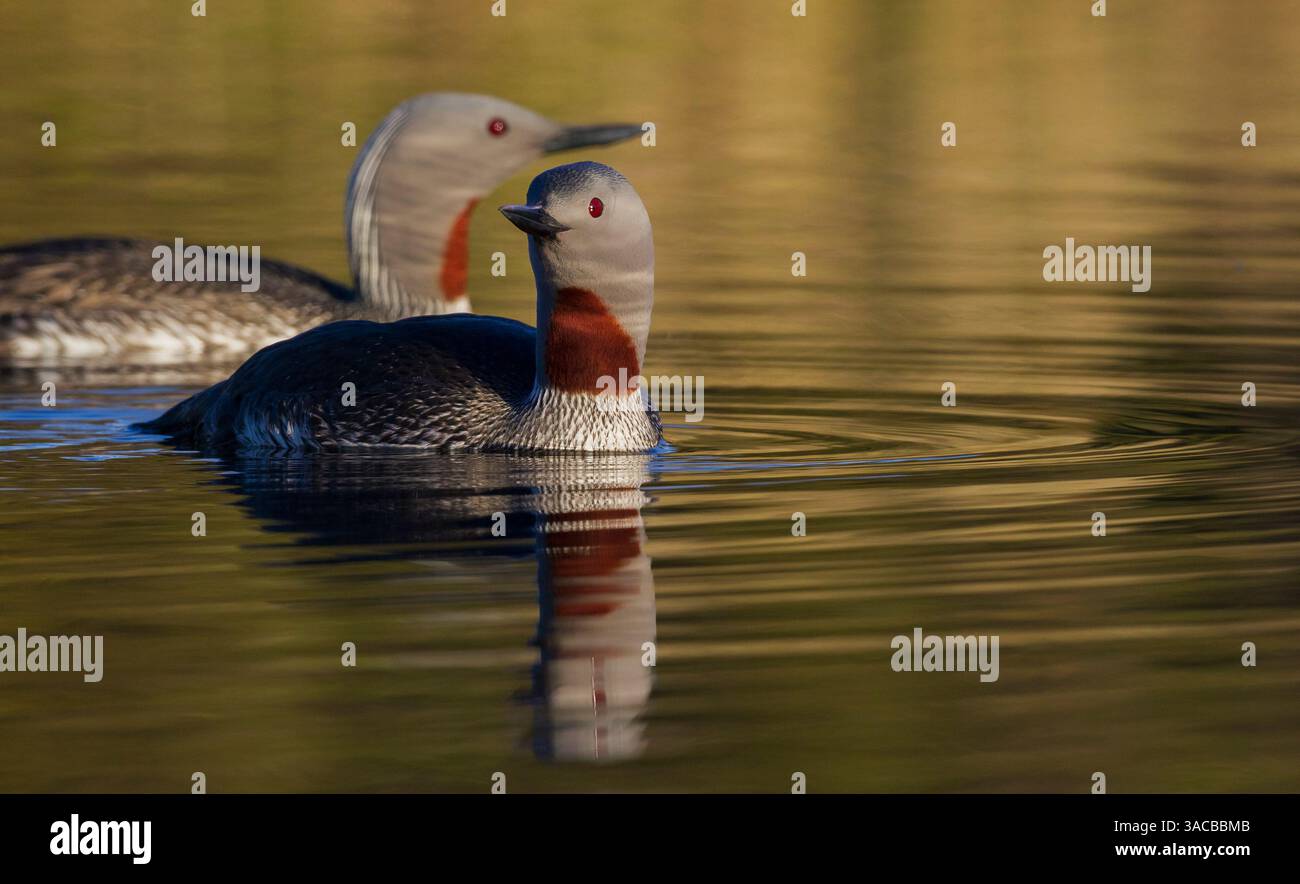Red-throated loon pair at home in a tundra pond of the arctic habitat ...