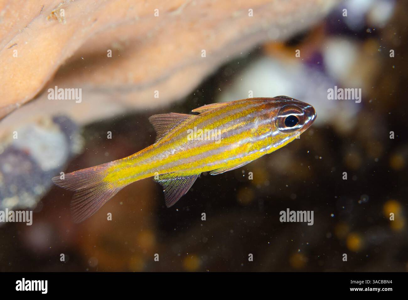 Coral Cardinalfish, Ostorhinchus properuptus, Sampiri dive site, Bangka ...
