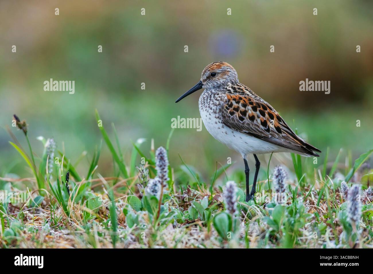 Western sandpiper at home in the arctic tundra habitat of the Seward ...