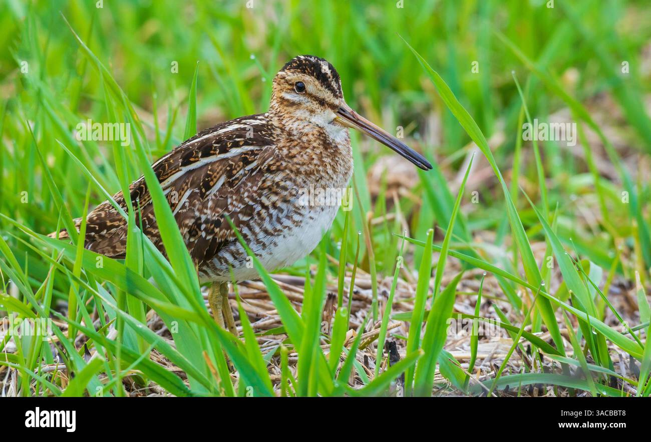 Common snipe peeks through wetland vegetation in Colorado Stock Photo ...