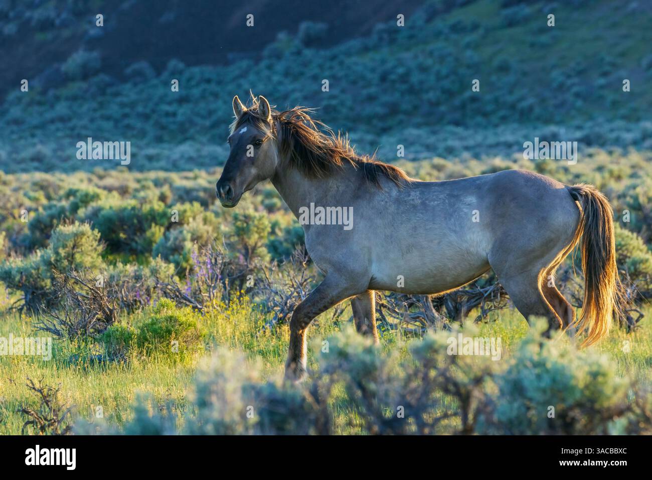 Wild mustang stallion taking a closer look Stock Photo - Alamy