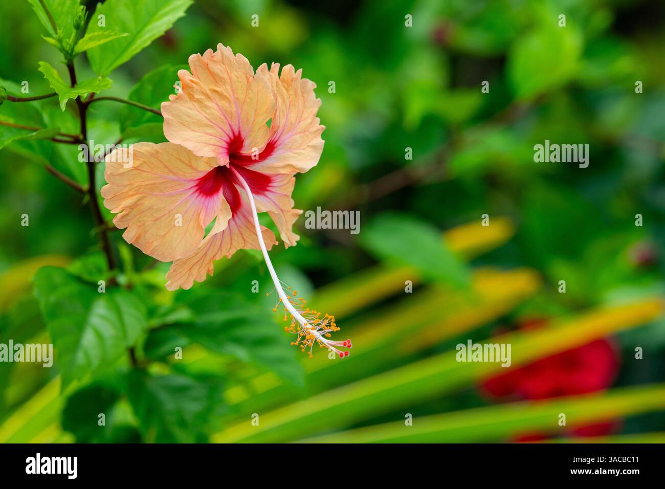 Kingdom of Tonga. Peach colored hibiscus flower Stock Photo - Alamy