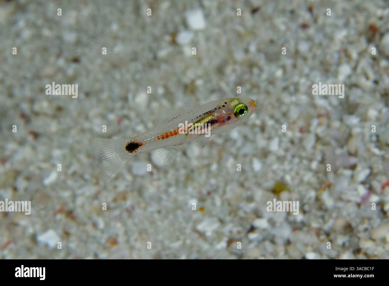 Male juvenile Large-toothed Cardinalfish, Cheilodipterus macrodon, Too ...