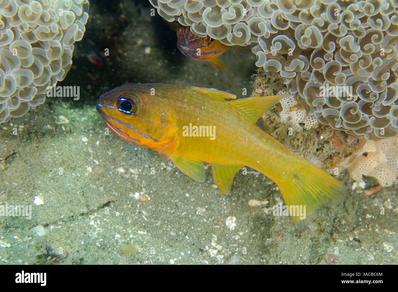 Yellow-lined Cardinalfish, Ostorhinchus chrysotaenia, Laha dive site ...