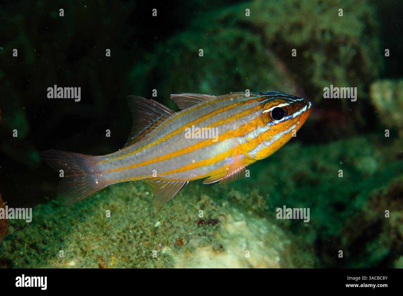 Yellow-striped Cardinalfish, Ostorhinchus cyanosoma, Laha dive site ...