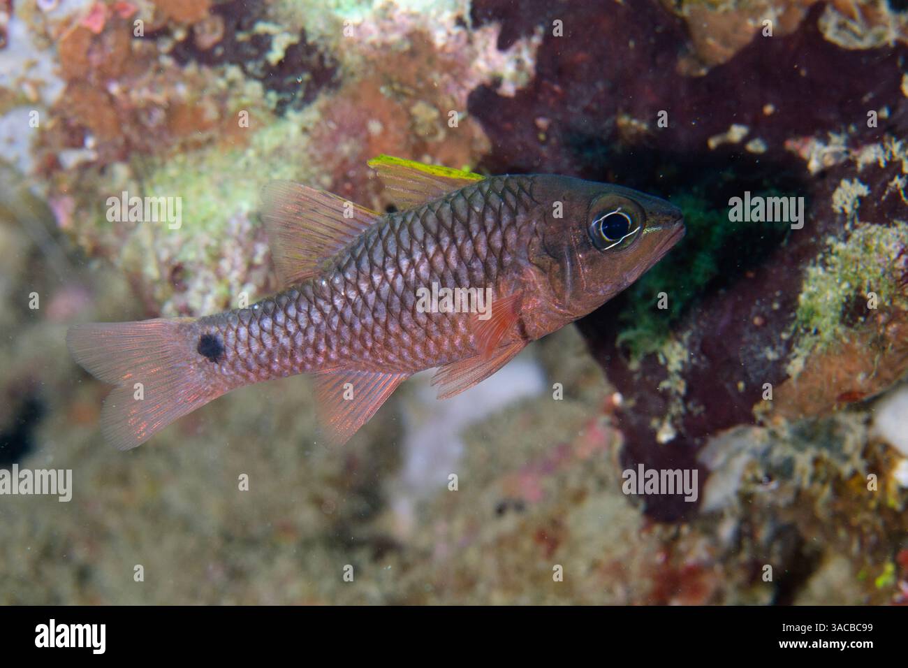 Iridescent Cardinalfish, Pristiapogon kallopterus, Laha dive site ...