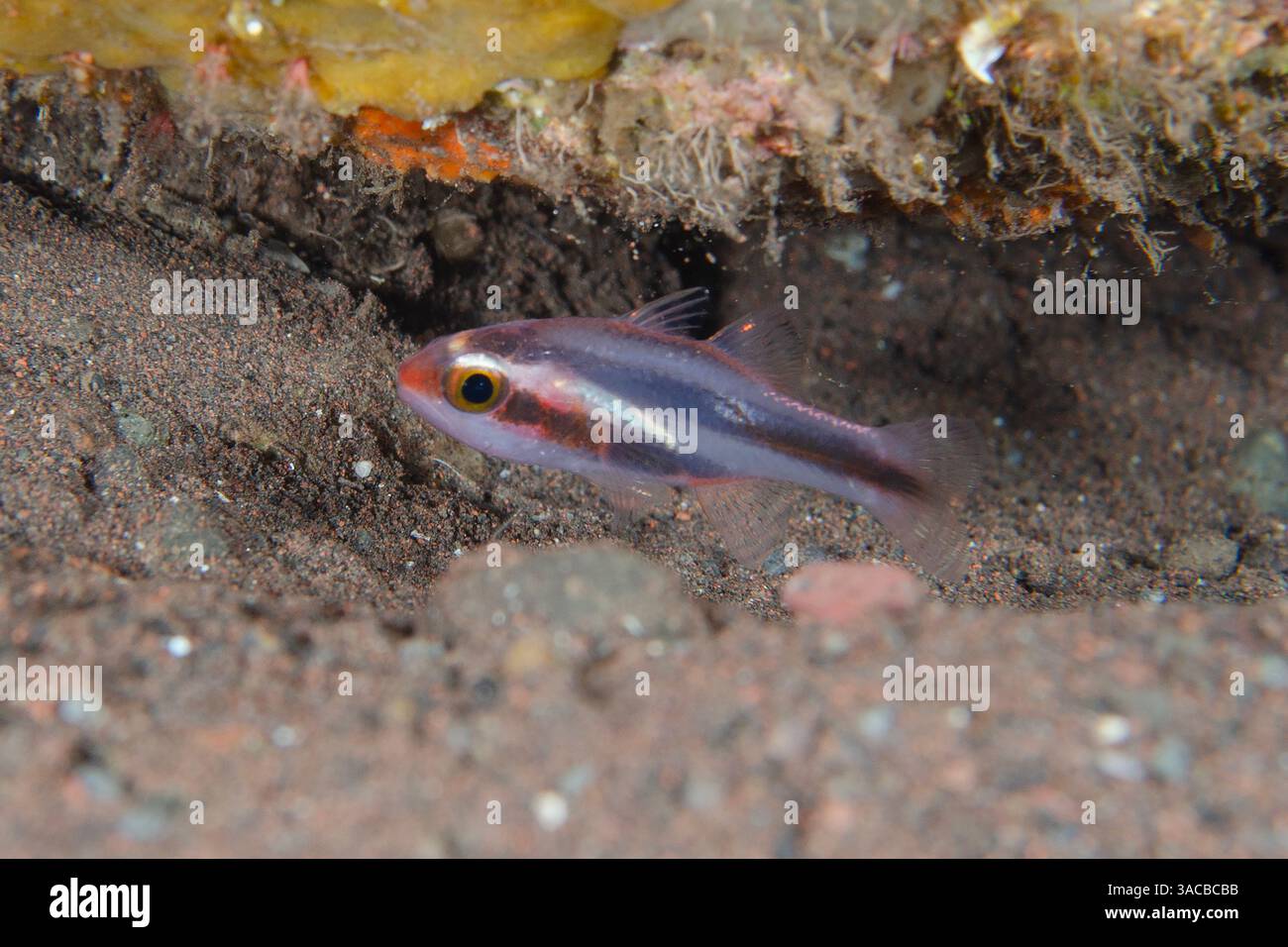 Oblique banded cardinalfish hi-res stock photography and images - Alamy