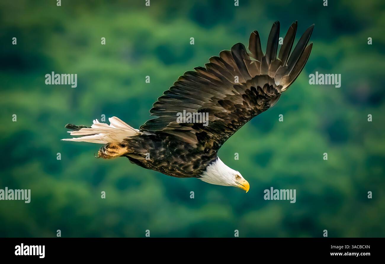 Katmai National Park, Alaska. Portrait of bald eagle scanning the river ...