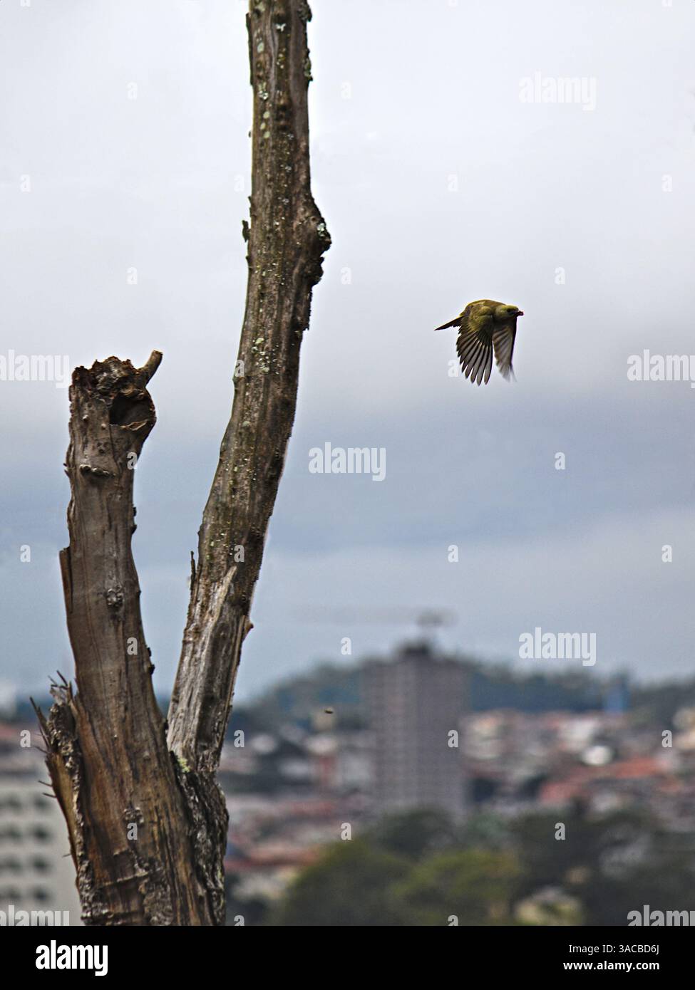 Bird known as Palm Tanager (Thraupis palmarum) taking flight from a dry ...