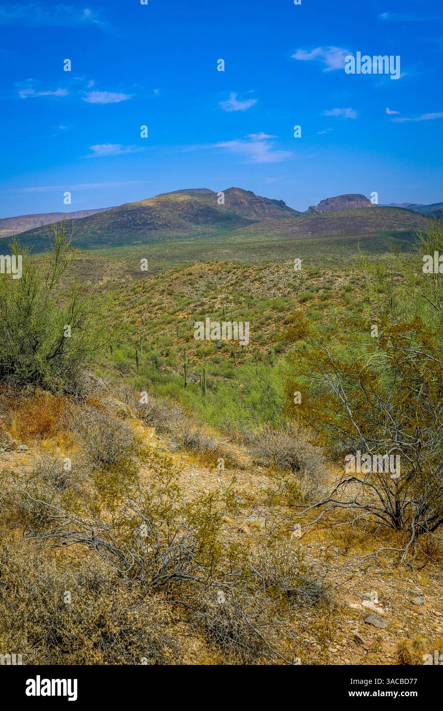 Saguaro cactus and other plants suited for extremely dry conditions ...