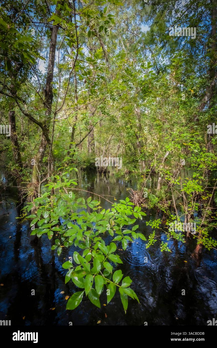 Florida. Pop ash trees growing above a flooded swamp Stock Photo - Alamy
