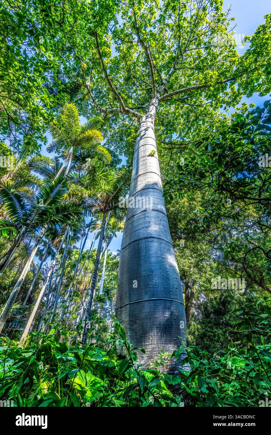 Very tall cup tree, Honolulu, Oahu, Hawaii. Native to South America now ...