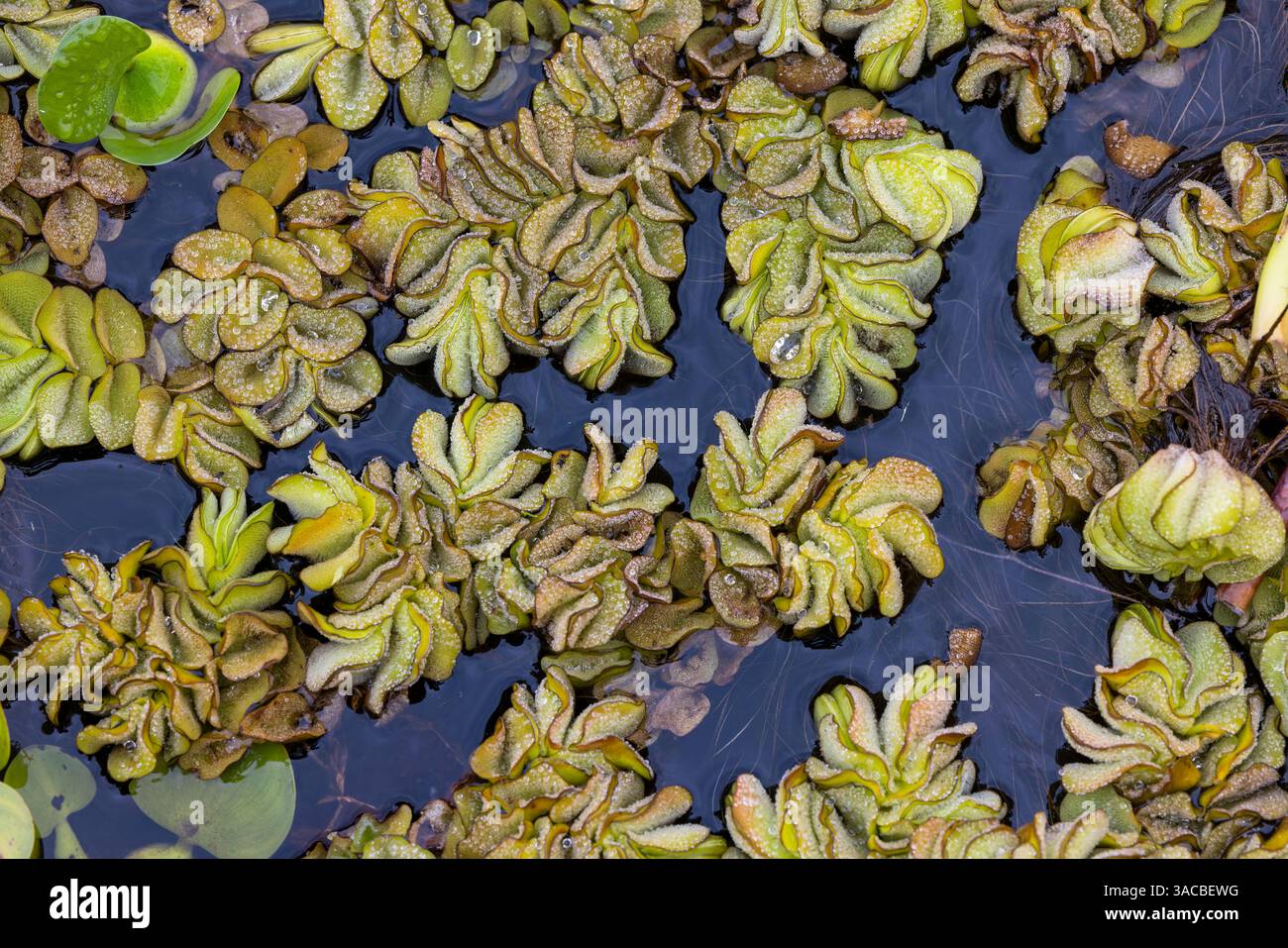 Pattern in salvinia, an invasive species, Caddo Lake, Texas Stock Photo ...