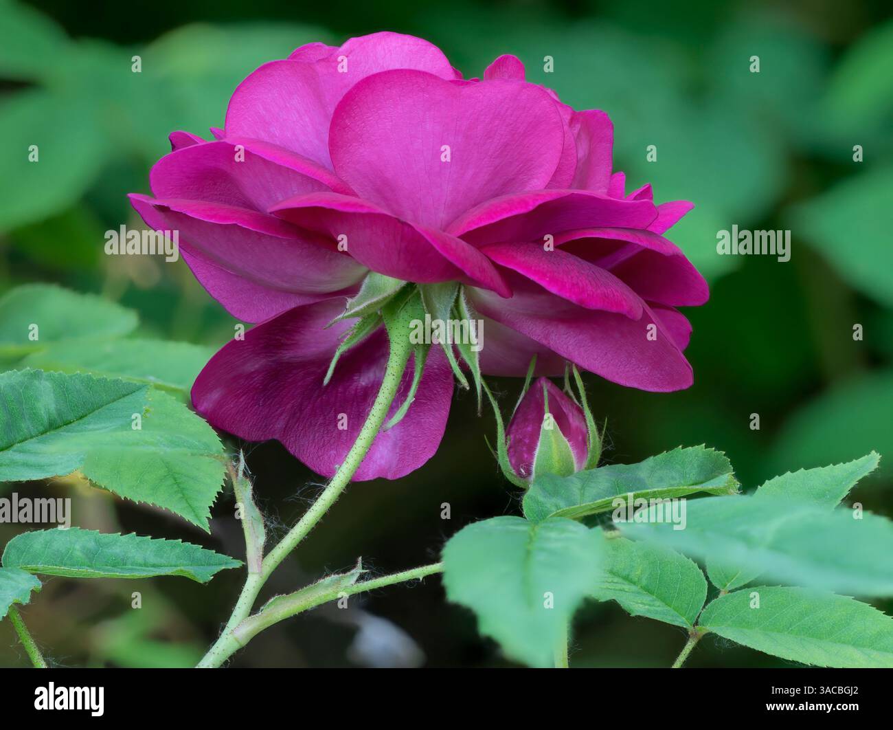 Washington State, USA. Rose, conidia and mycelium phase of powdery ...