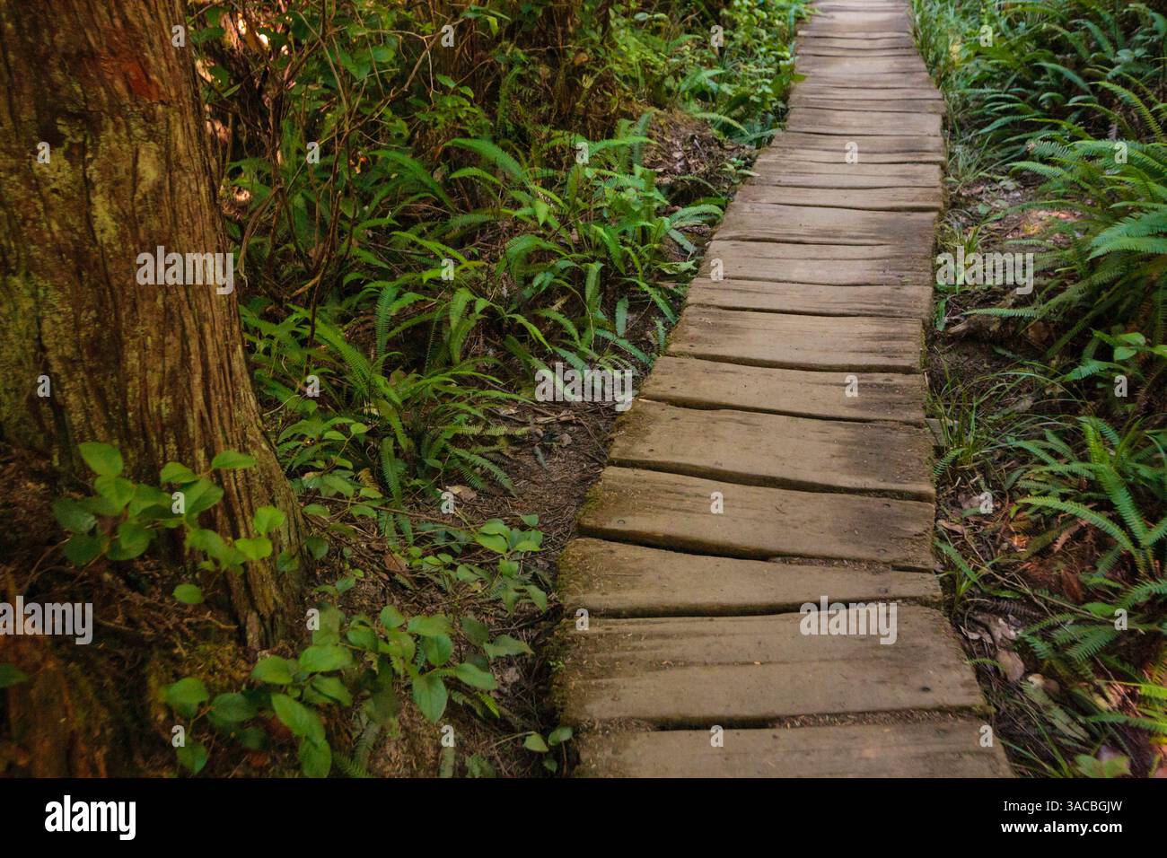 Wooden boardwalk trail in a forest on the Olympic Peninsula, Washington ...