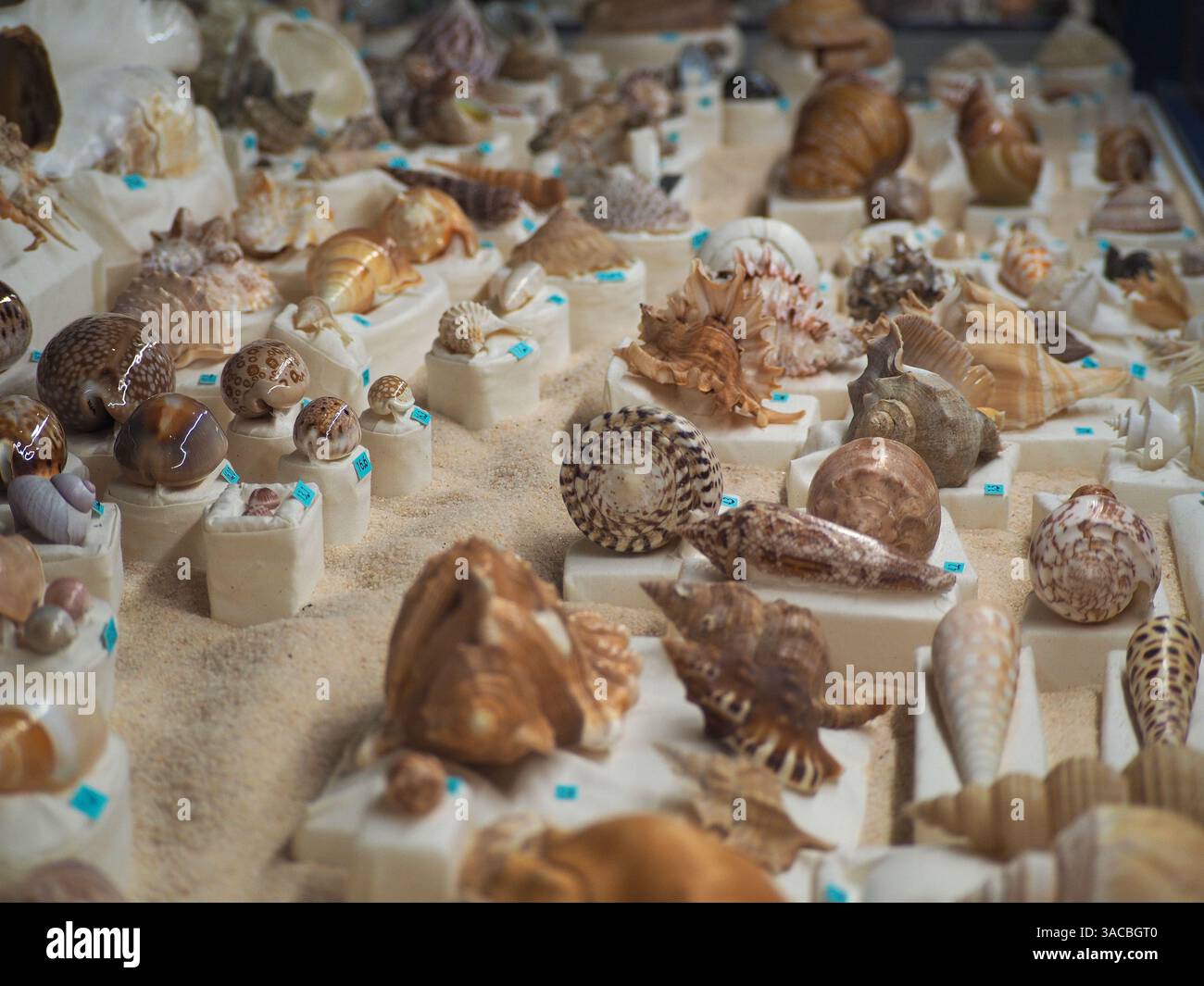 Diverse seashells displayed hi-res stock photography and images - Alamy
