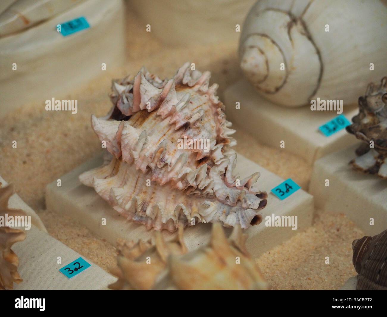 Collection of Beautifully Detailed Seashells Displayed on Sand with ...