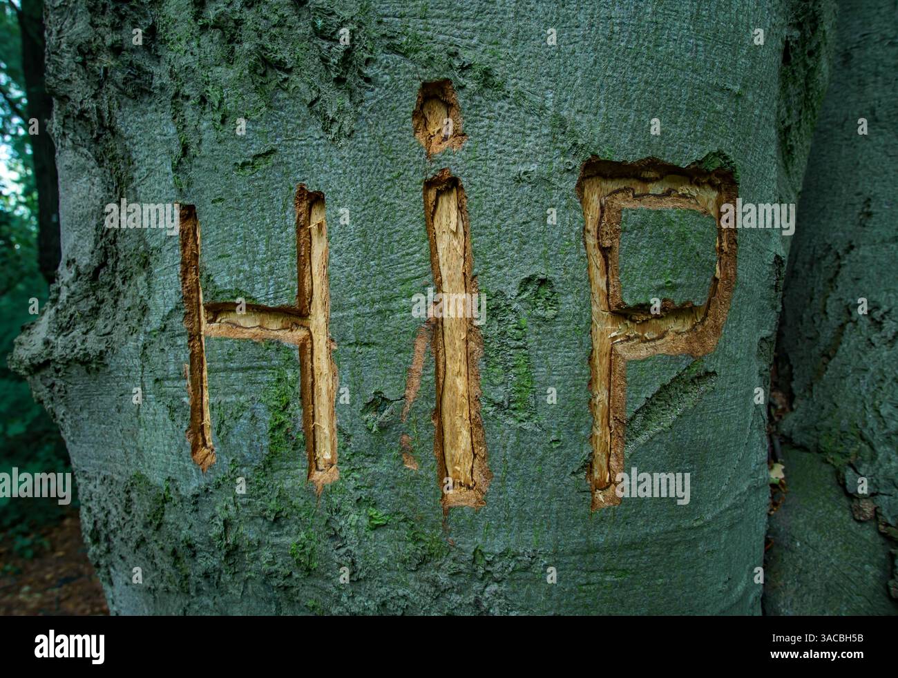 Carved into tree bark hi-res stock photography and images - Alamy