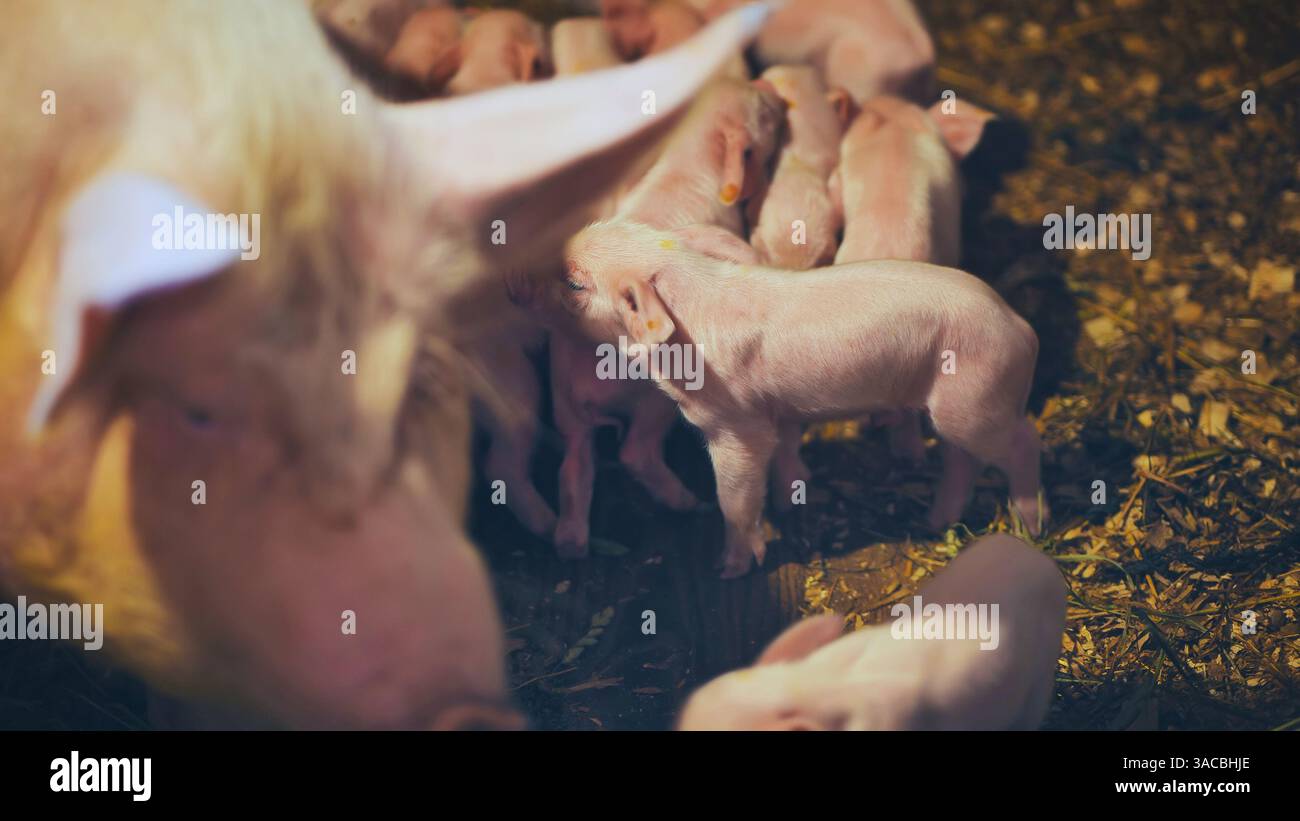 Newborn piglets nestling close, drinking milk from sow in sunlit wooden ...
