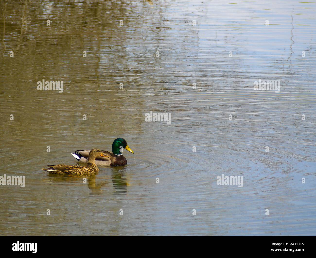 Two Ducks Swimming Calmly in a Serene Lake During Daytime Stock Photo - Alamy