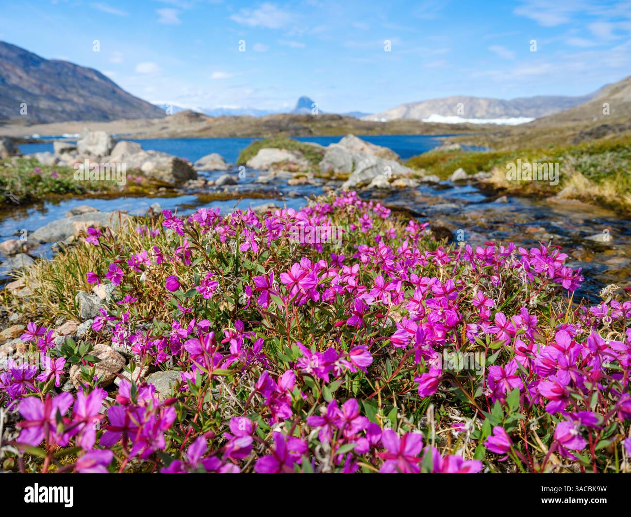 Dwarf fireweed or river beauty willowherb, local name Niviarsiaq, the national flower of ...