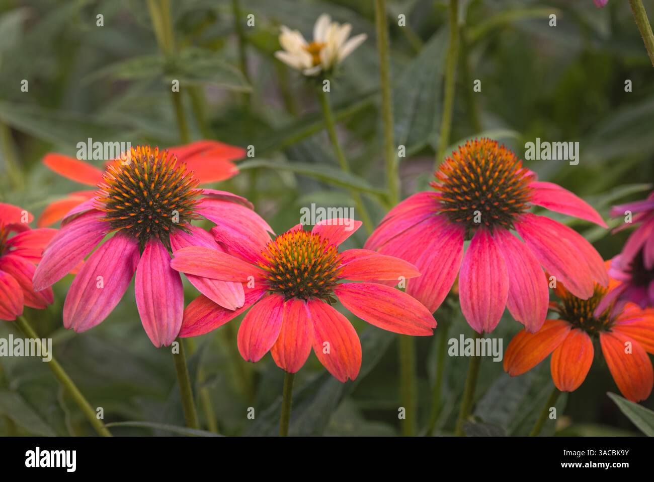 Cone flowers in garden Stock Photo - Alamy