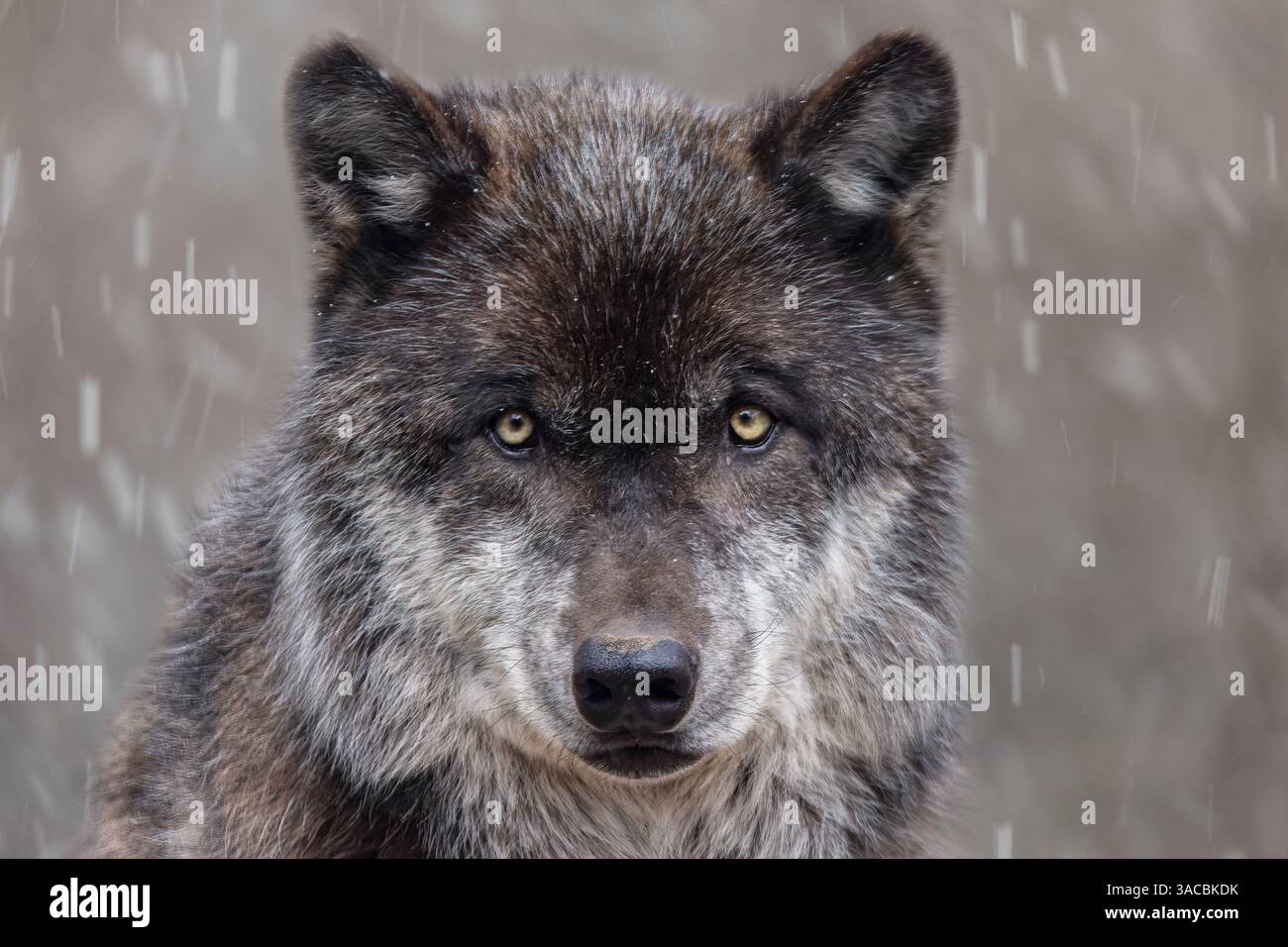 Gray wolf in winter with falling snow Stock Photo - Alamy