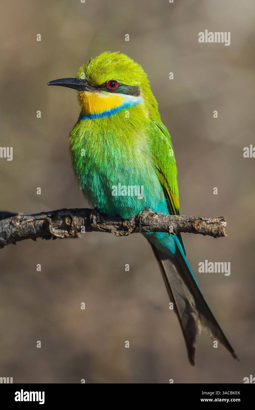 Swallow-tailed bee-eater posing in southern Africa Stock Photo - Alamy