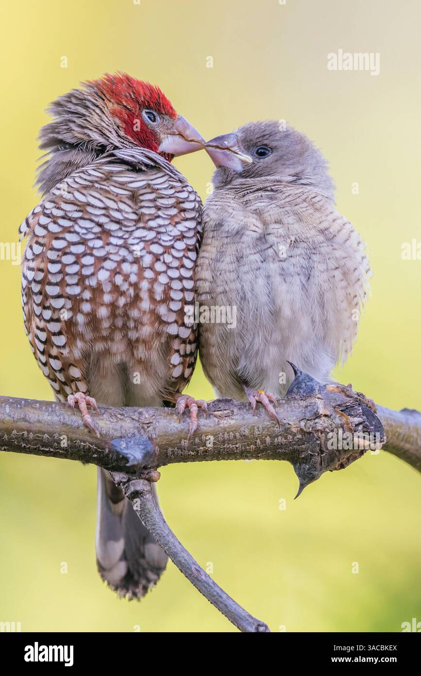 Red-headed finch pair nuzzling in southern Africa Stock Photo - Alamy
