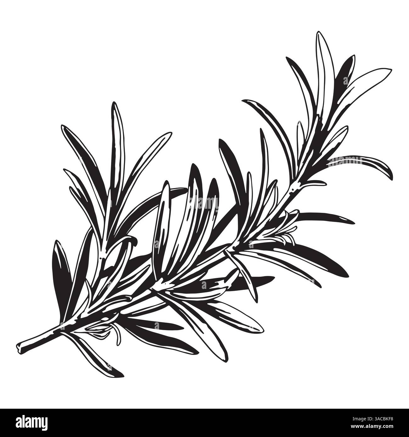 Fragrance culinary Black and White Stock Photos & Images - Alamy