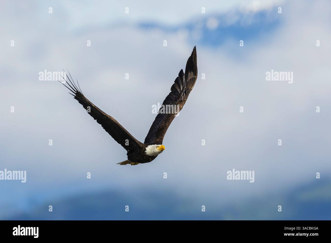 Bald eagle flying, passing in front the Olympic Mountains, Washington ...