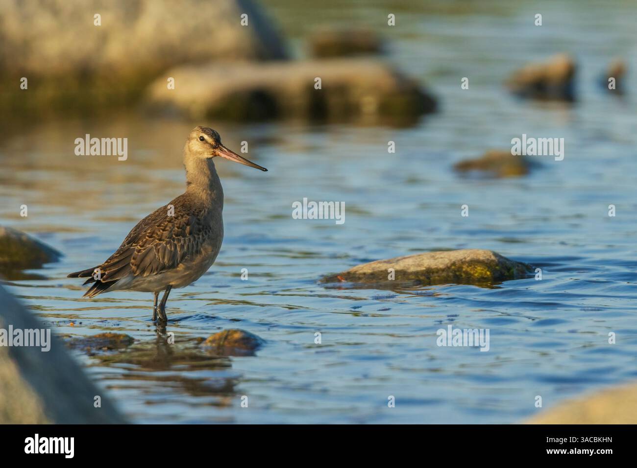Hudsonian godwit pauses a small creeks edge in the arctic habitat in ...
