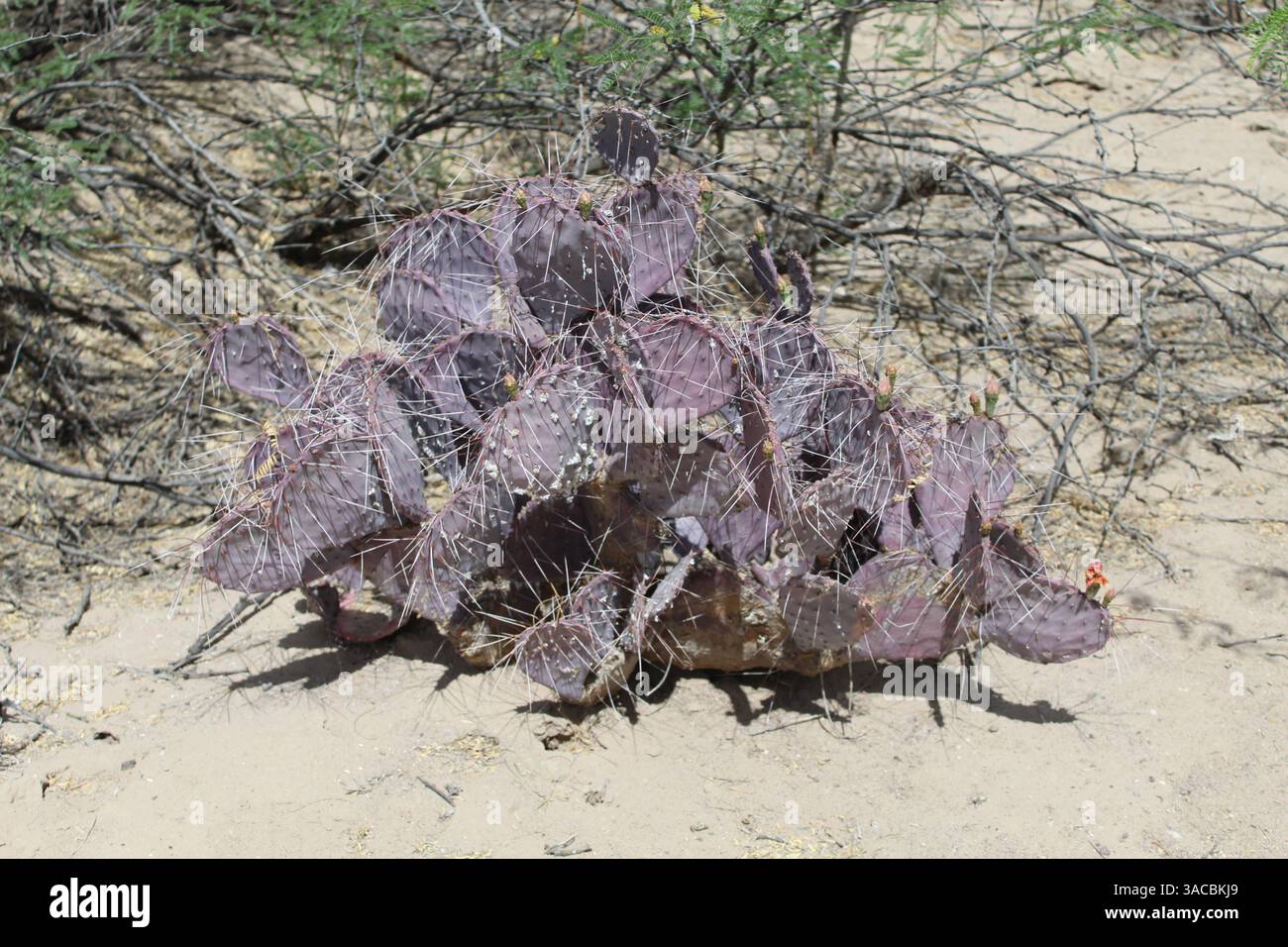 Purple prickly pear in sand at Big Bend Ranch State Park in Texas Stock ...