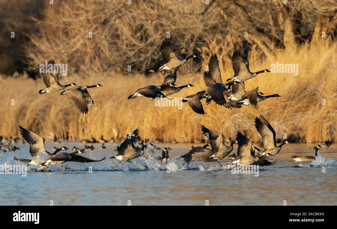 Canada geese taking flight from a wetland refuge in southern Idaho ...