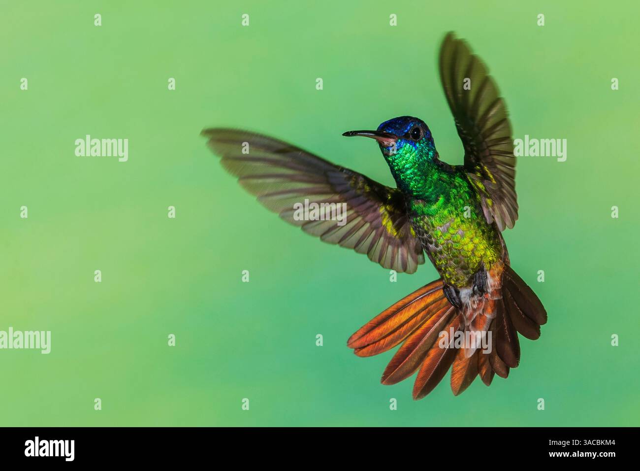 Golden-tailed sapphire, defensive flight in Northern Peru Stock Photo ...