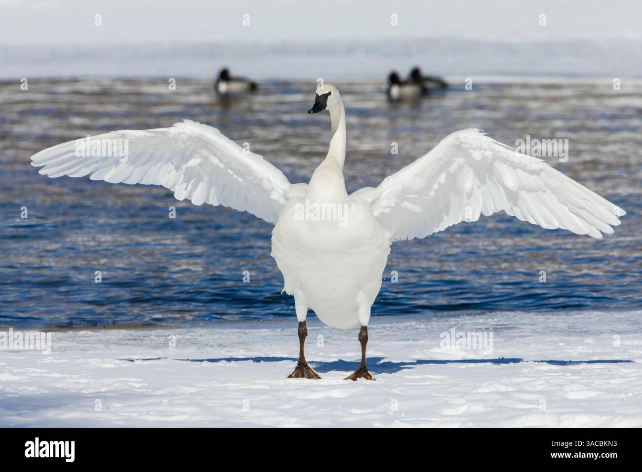 Trumpeter swan, winter time wing stretch Stock Photo - Alamy