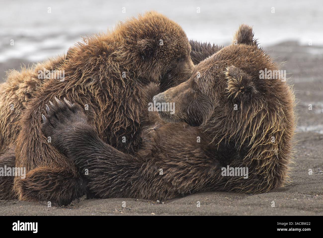 Female Alaskan brown bear nursing two cubs, Lake Clark National Park ...