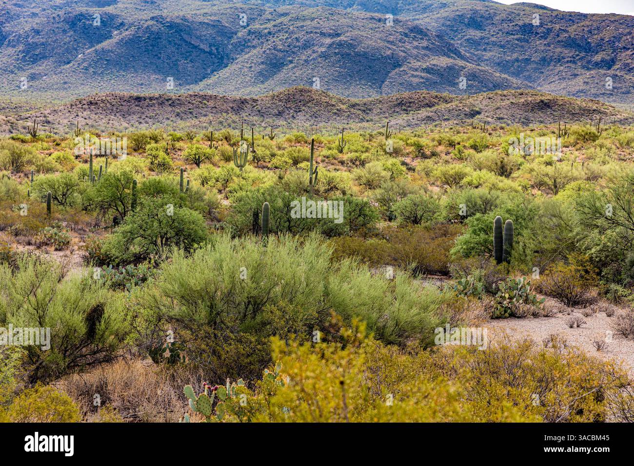 Typical scene in the Sonoran Desert of southern Arizona Stock Photo - Alamy