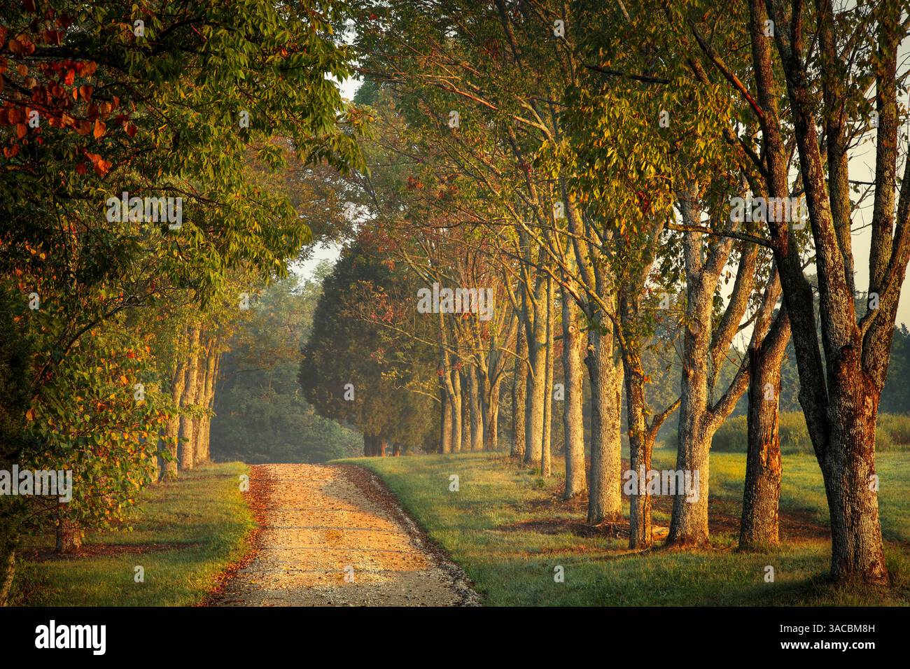 Roadway and fences on horse farm at sunrise, Oldham County, Kentucky ...